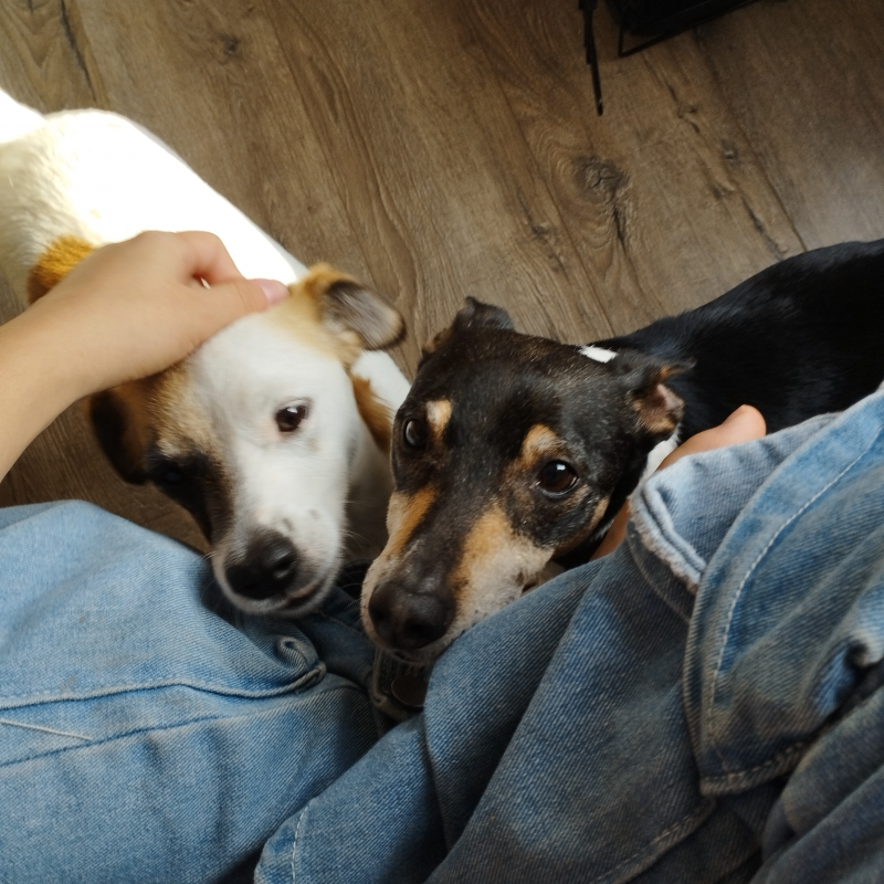 best doggos together pic Bracket - BracketFights